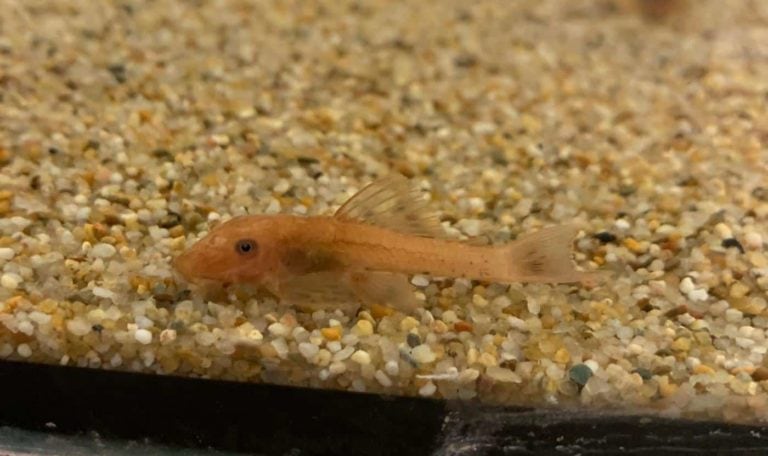Vissen – Aquariumgek