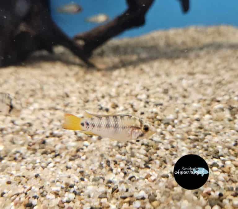 Vissen – Aquariumgek