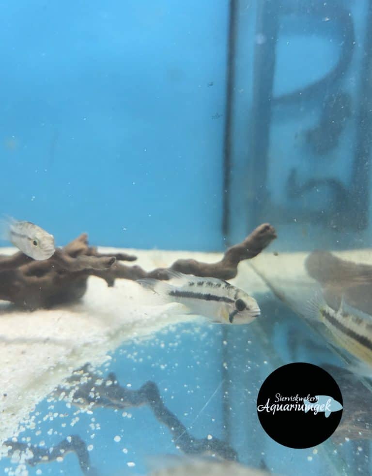 Apistogramma norberti – Aquariumgek