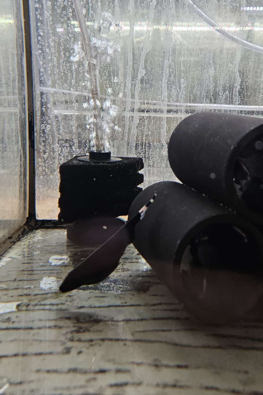 Mesvis – Aquariumgek