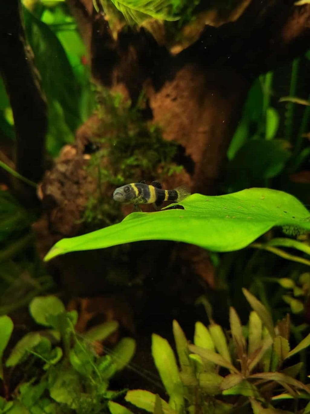 Brak water – Aquariumgek